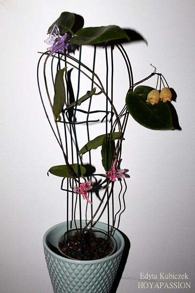 Hoyapassion: Hoya inflata