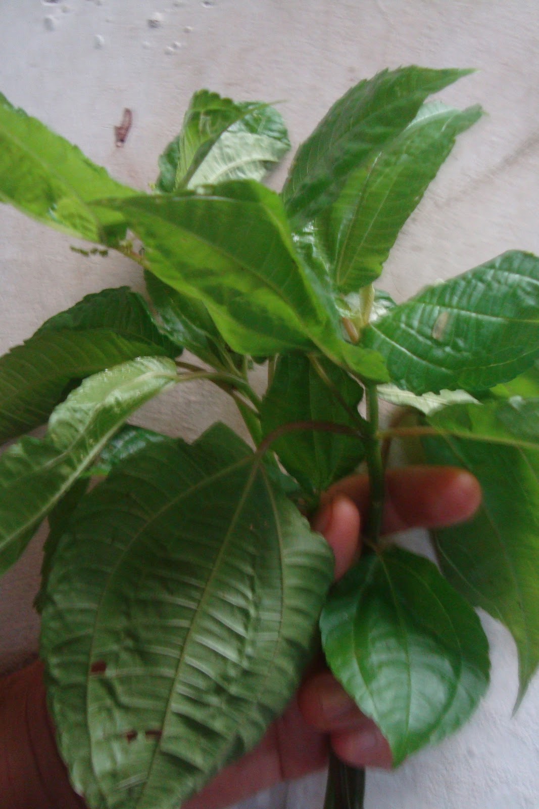 Bulelicious: Poh Pohan an unusual salad green