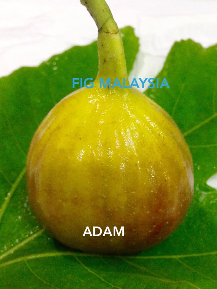 Adam Fig - Var Tin