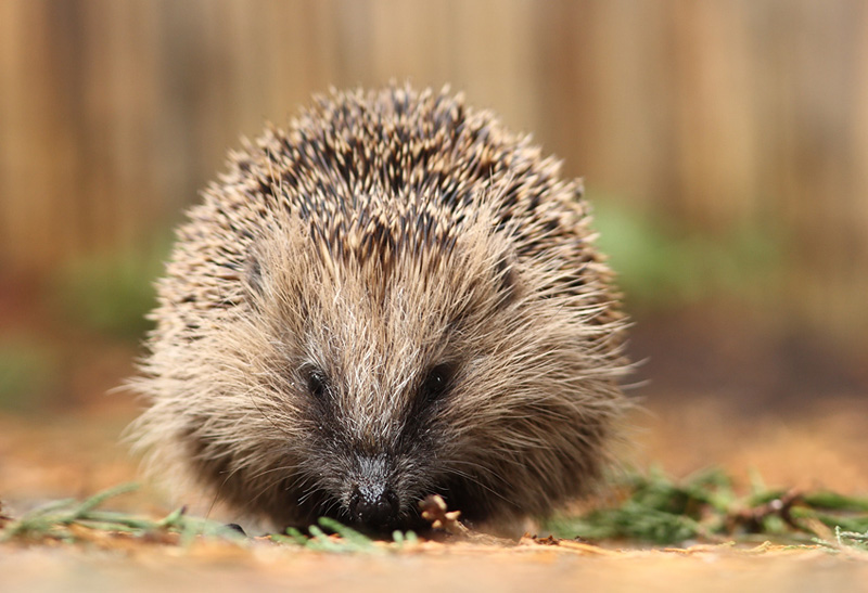 Pepijn Hof: Egel aan de wandel