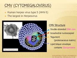 Cytomegalovirus Symptoms, Treatment & CMV Transmission | MedicineBlog