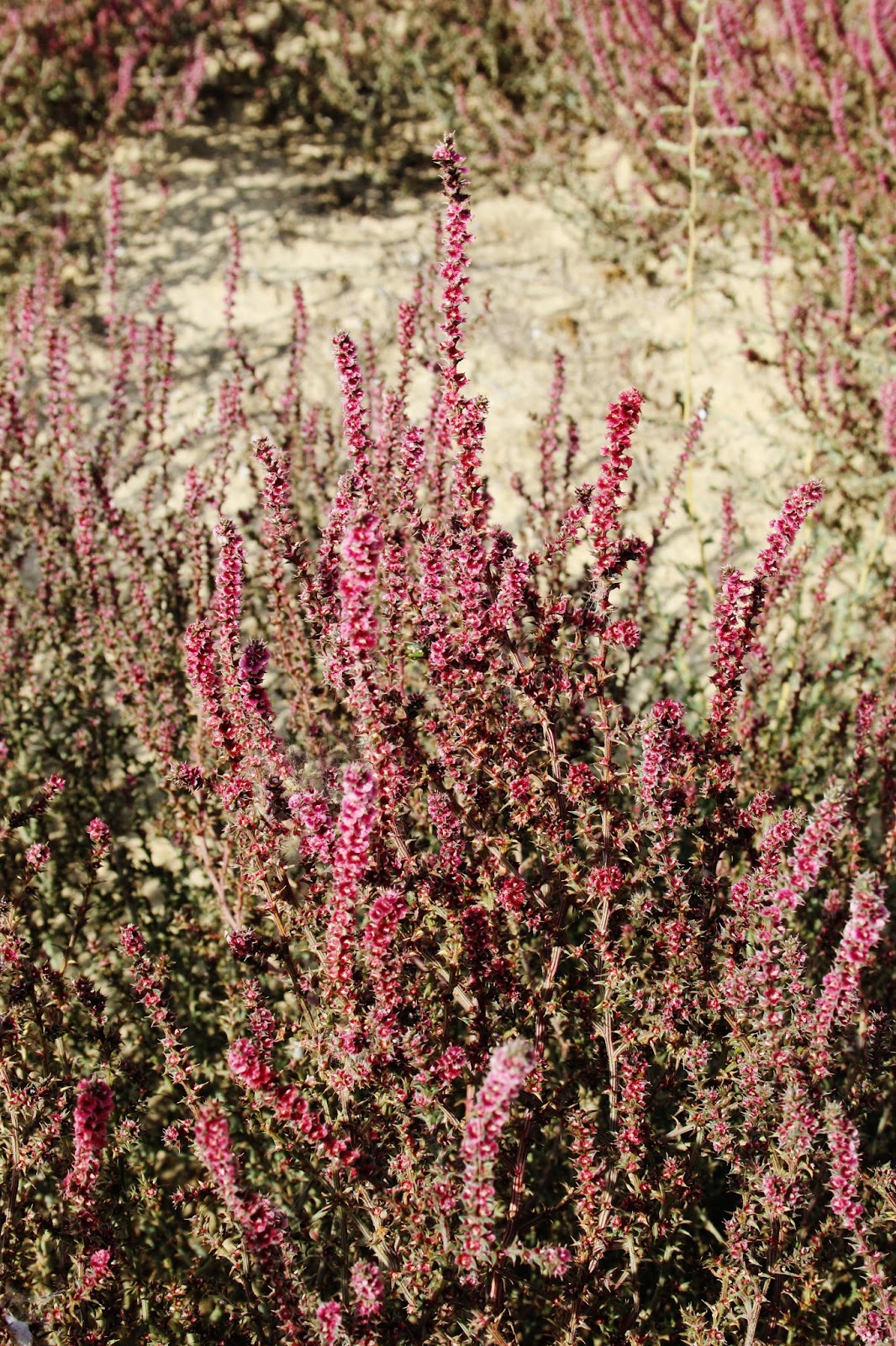 Biodiversity of Cyprus by NGO Protection of the Natural Heritage and ...