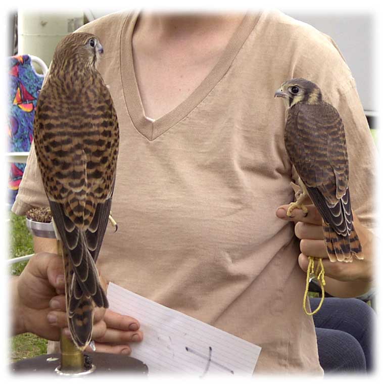 BARRY The BIRDER Kestrels Big And Small barry-the-birder-kestrels-big-and-small