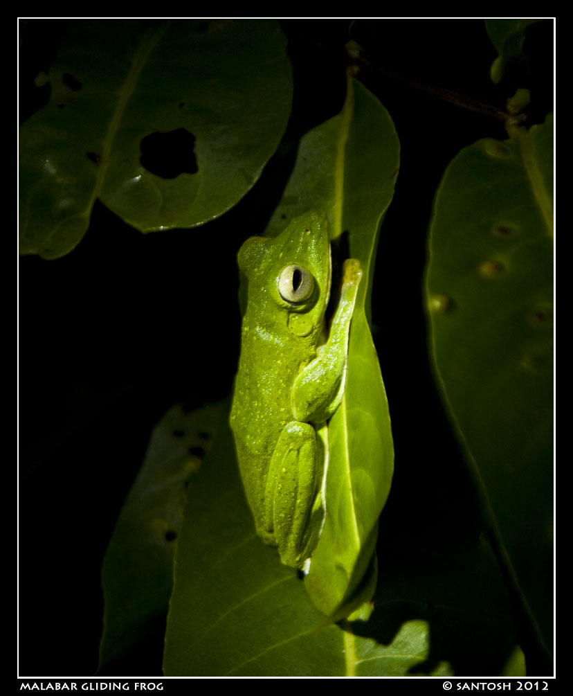 Leaf Nesting Shrub Frog Pseudophilautus