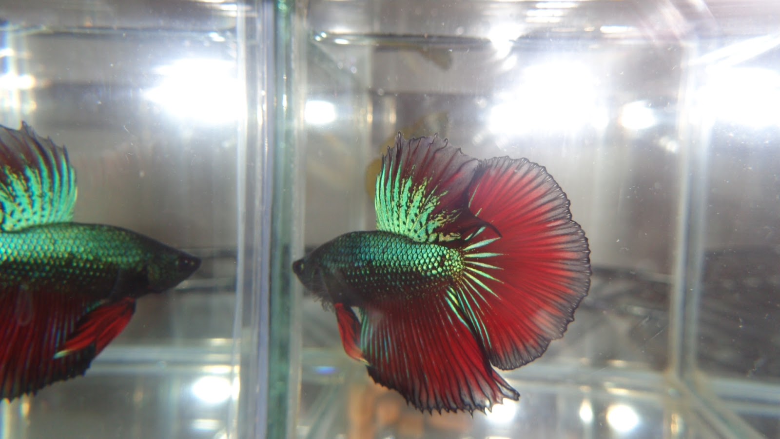 Vand pesti BETTA superdelta (poze individuale)