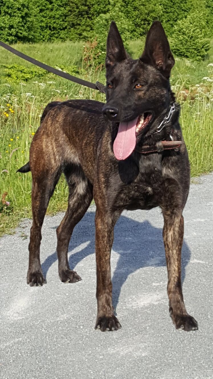 Cornwall, Devon and Dorset Police Dog Section: THE FORCE WELCOMES HENRY ...
