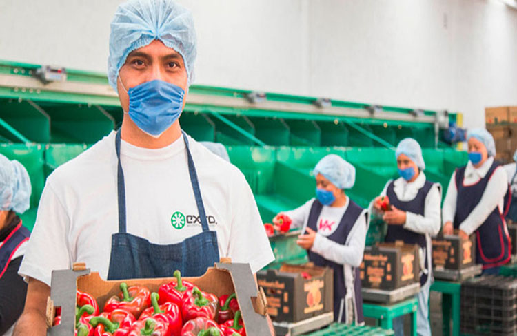 ¿Cómo mantener la inocuidad en frutas y verduras? por Dennys Ojeda y ...