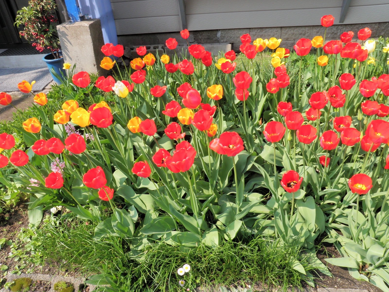 Kyle and Bre in Japan: More Spring Flowers
