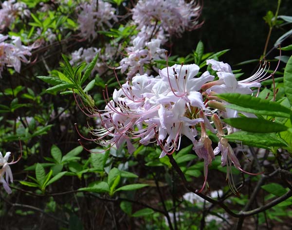 Reflections From the Fence: Happy Easter, Azaleas From Statesboro Georgia