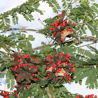 அதிமதுரம் மருத்துவ பயன்கள் - Athimathuram maruthuva payankal - ஔசதம் ...