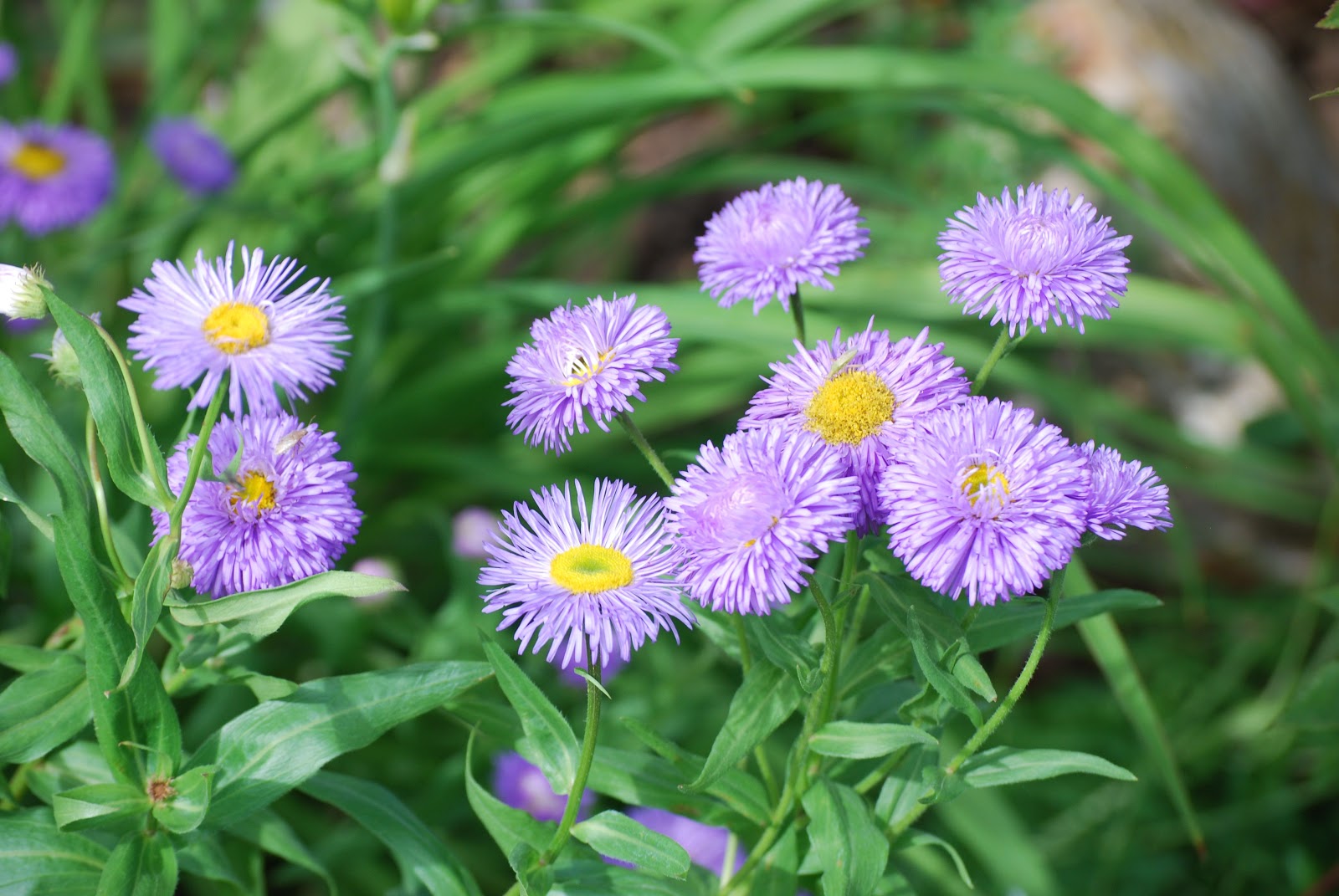 Photographing Flowers: Violets & Purples Through the Season