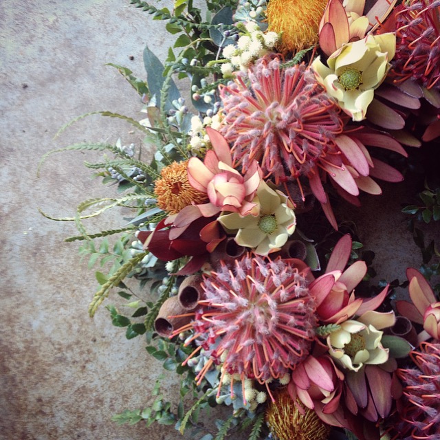 Swallows Nest Farm: Dryandra Formosa