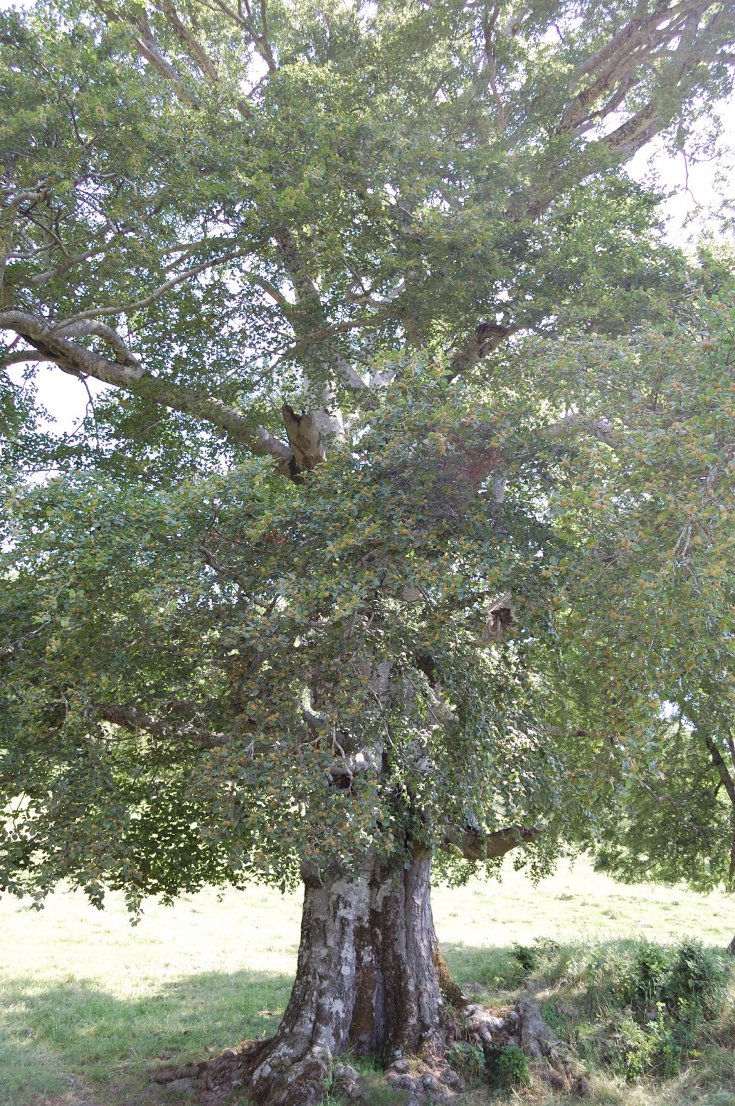 Blog d'una selenita: Faig del Pla Petit de Fontcoberta, Faig de can ...