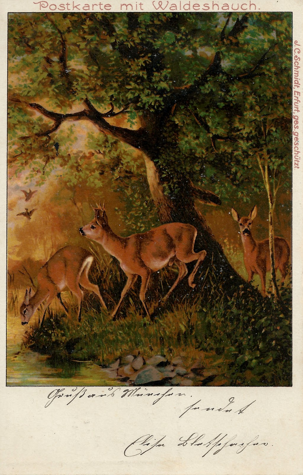 Writerquake: Old Postcard Wednesday—Postcard with Forest Breeze, J.C ...