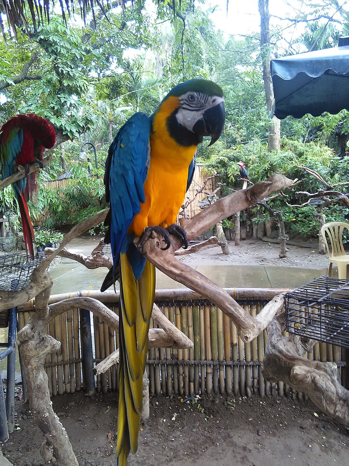 My Travel Datebook: Manila Zoo: Up-Close Animal Encounters