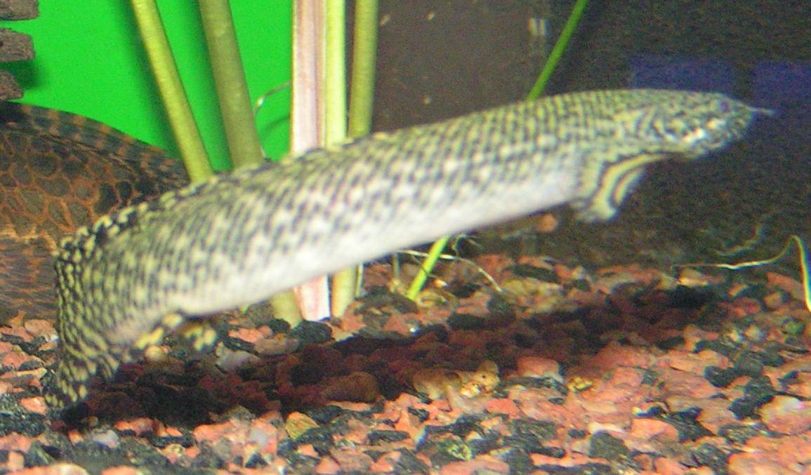 Fish Pictures: Ornate bichir - Polypterus ornatipinnis