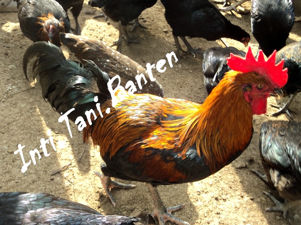 Ayam Kampung Unggul Badan Litbang (KUB) "Inti Tani Banten": Pemilihan ...