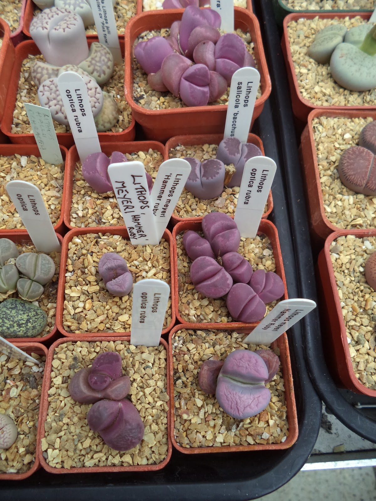 Succulent Sundae: MESEMB. STUDY GROUP OPEN DAY THE LITHOPS