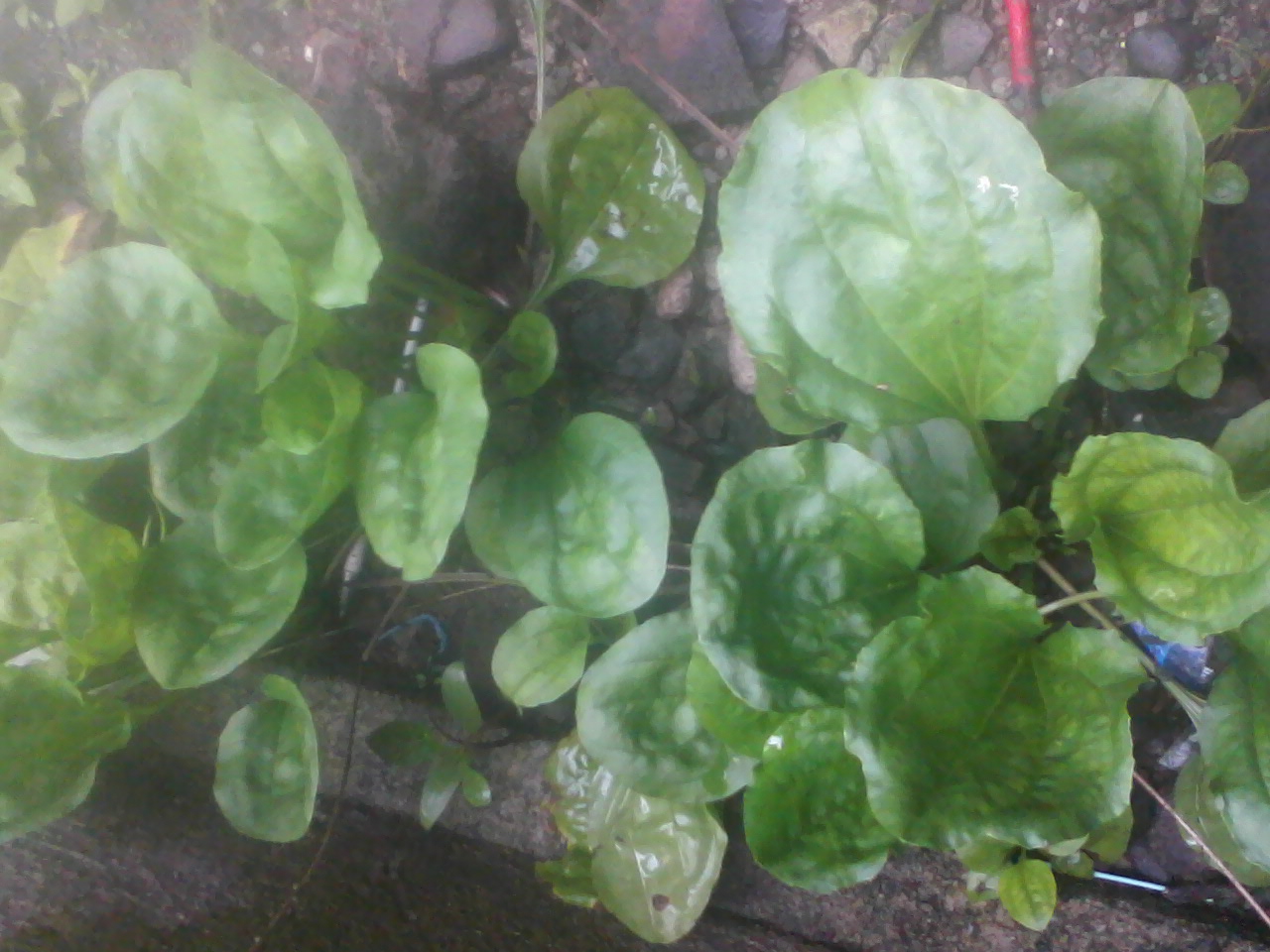 jasa service elektronic panggilan kab pati: 30 KHASIAT DAN MANFAAT DAUN ...