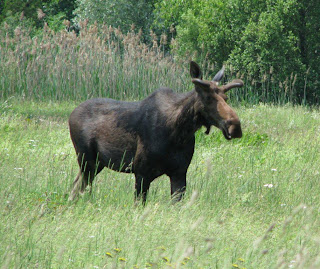 Melissa's Mochas, Mysteries and Meows: Moose Mania!!!