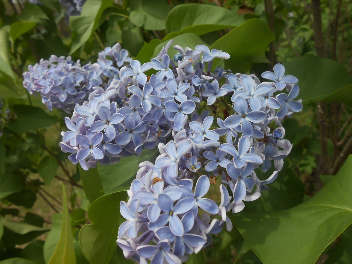 The Lucas Countyan: Lilacs, blue and otherwise