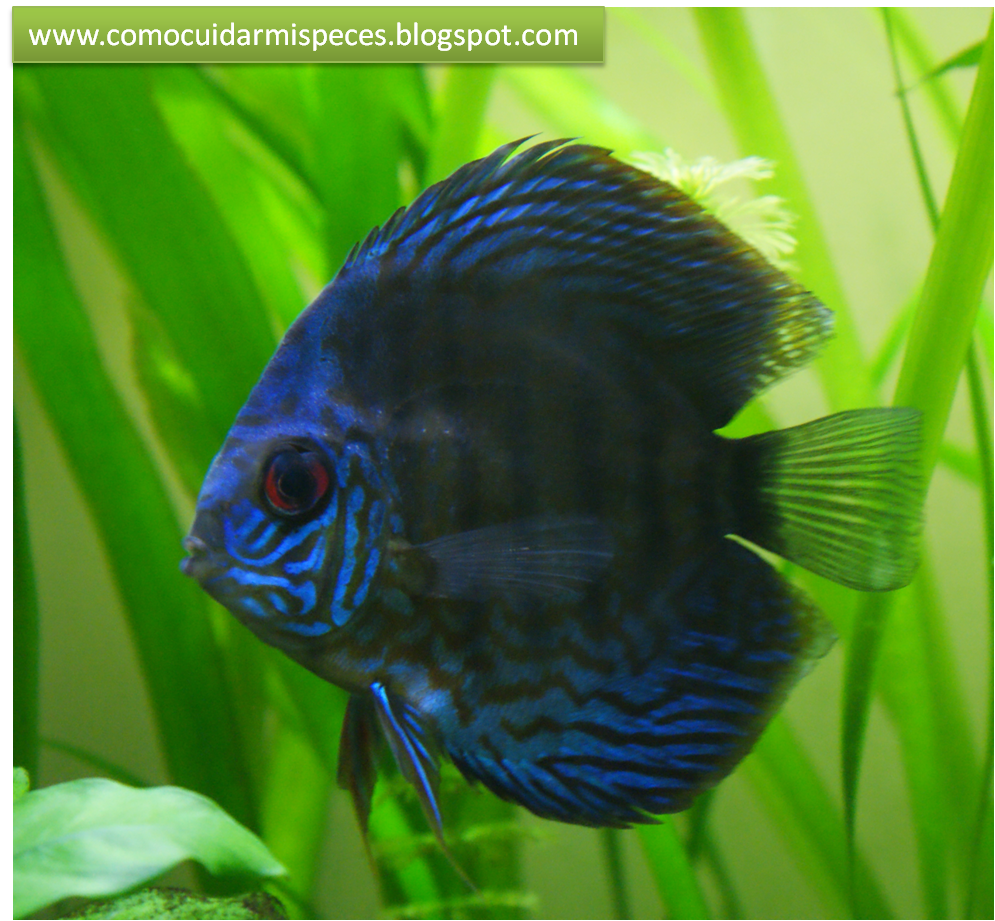 Detectar y curar Oodinium, enfermedad del velo, terciopelo o velvet en ...