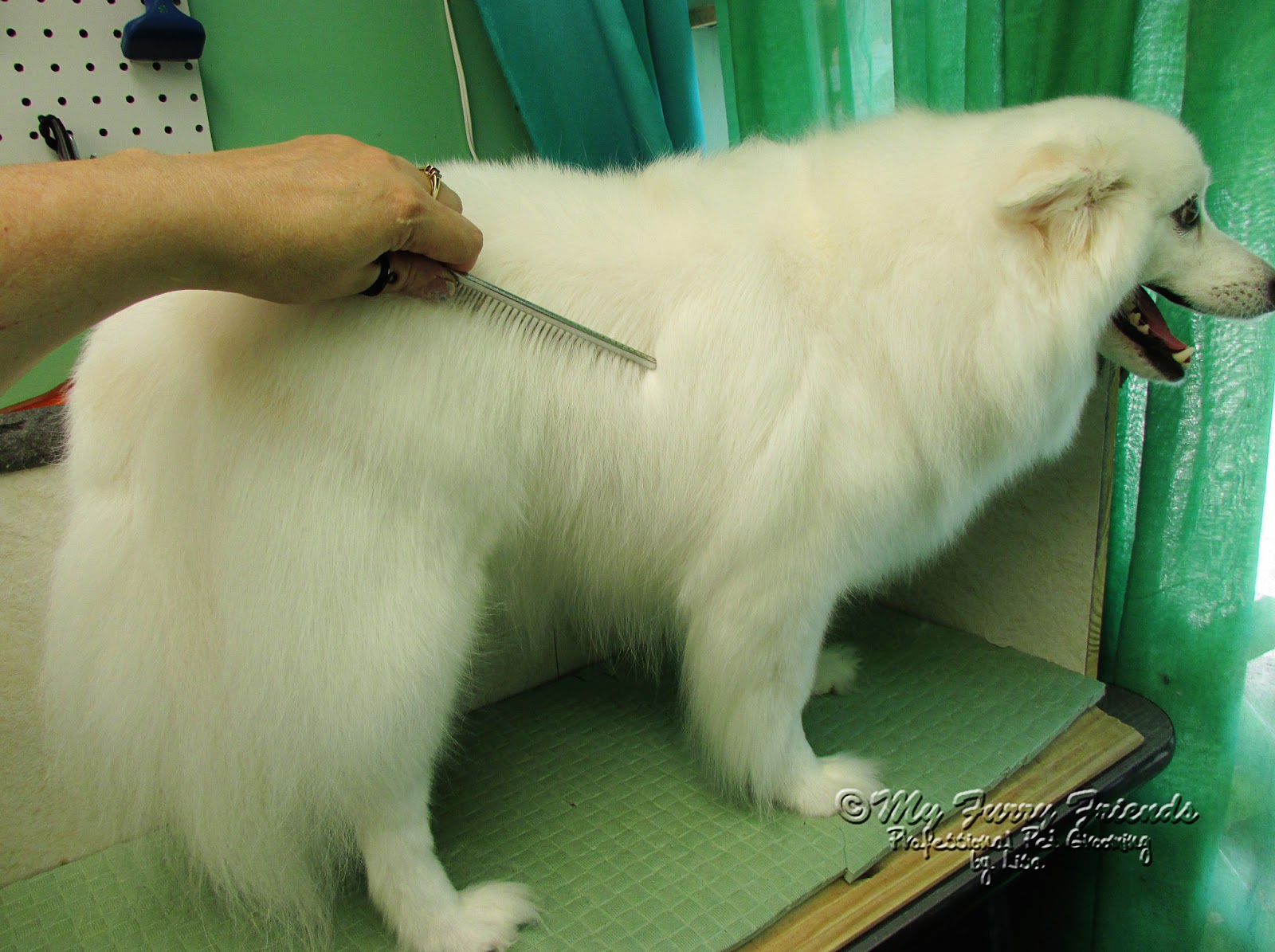 Pet Grooming: The Good, The Bad, & The Furry: Monday Makeover #10 ...