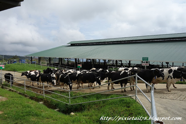 Desa Dairy Farm - Mesilau, Sabah