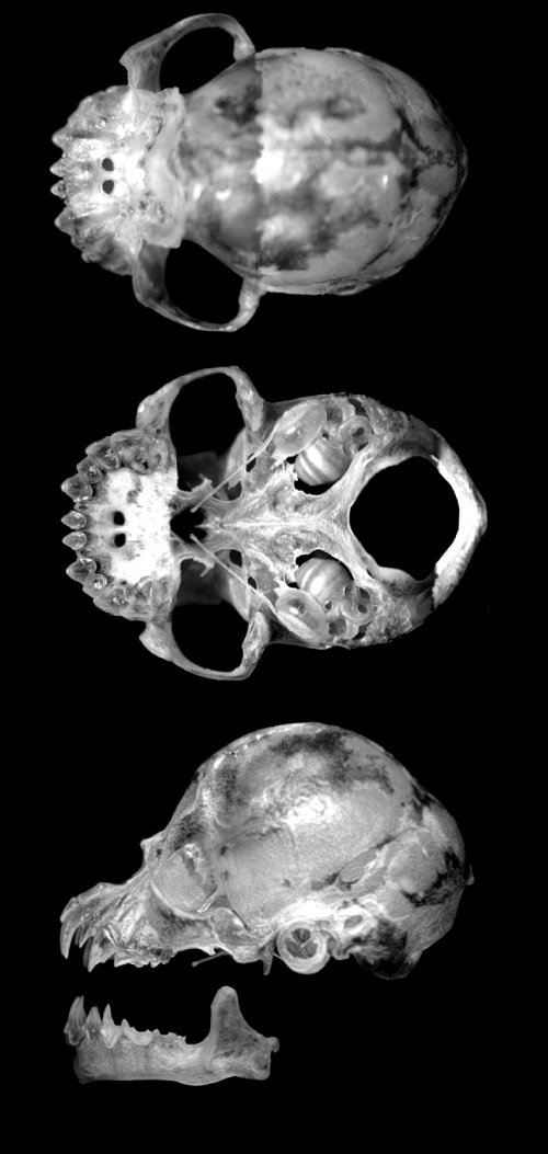 Visored bat Sphaeronycteris toxophyllum