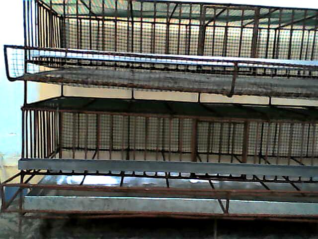 FERMA DIN CURTE: CUSCA CRESTERE PREPELITE