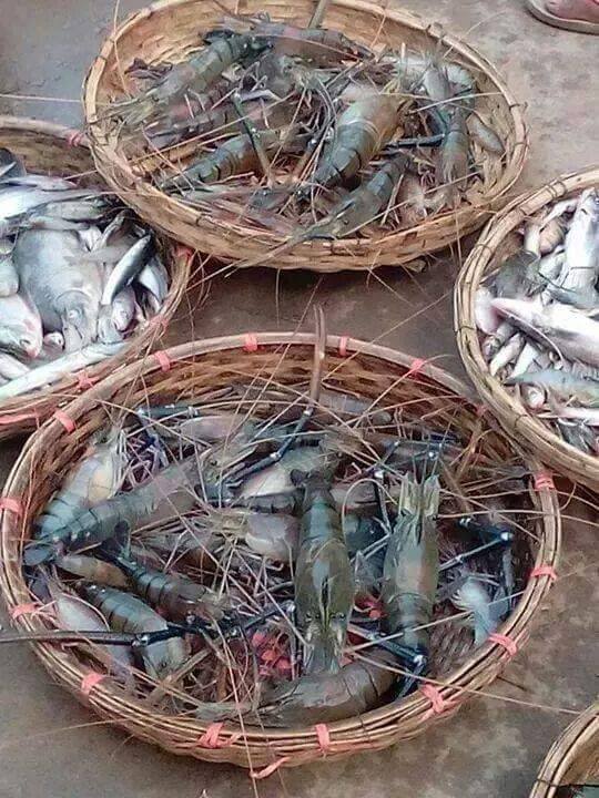 Popular Fishes In Odisha - Odia Khana Khazana | Odisha Recipes | Odisha ...