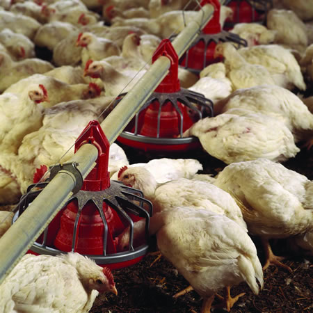 Poultry Forms In Faisalabad