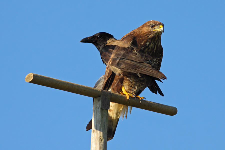 FREE BIRDS/ svobodne ptice: KANJA Bute buteo