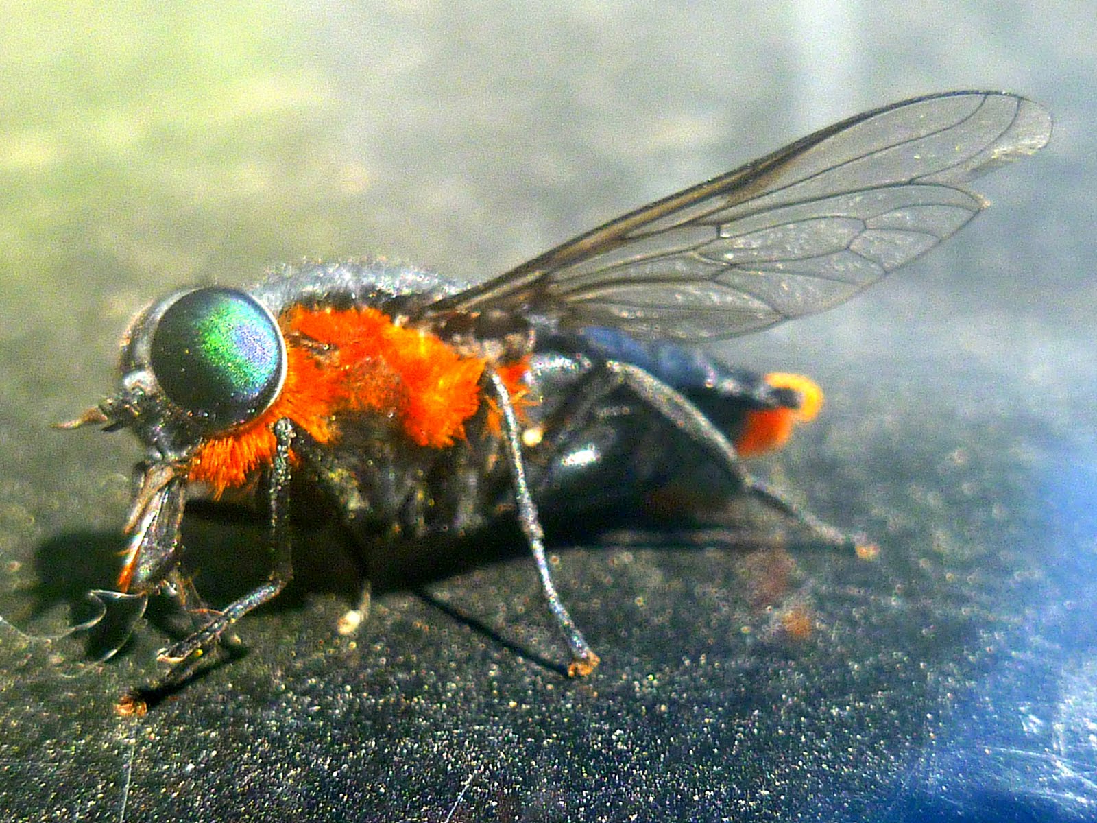 Agenda del Pescador: Coligüacho o Tábano del Riñihue