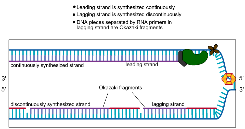 REPLIKASI DNA (deoxyribonucleic acid) REPLIKASI DNA (deoxyribonucleic acid)