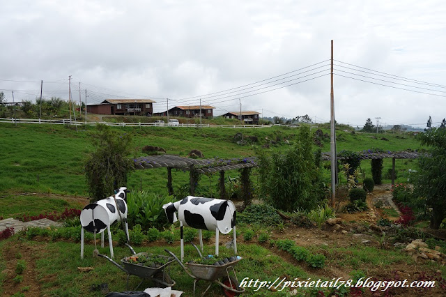 Desa Dairy Farm - Mesilau, Sabah