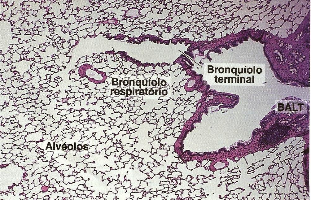Histologia: Sistema Respiratório