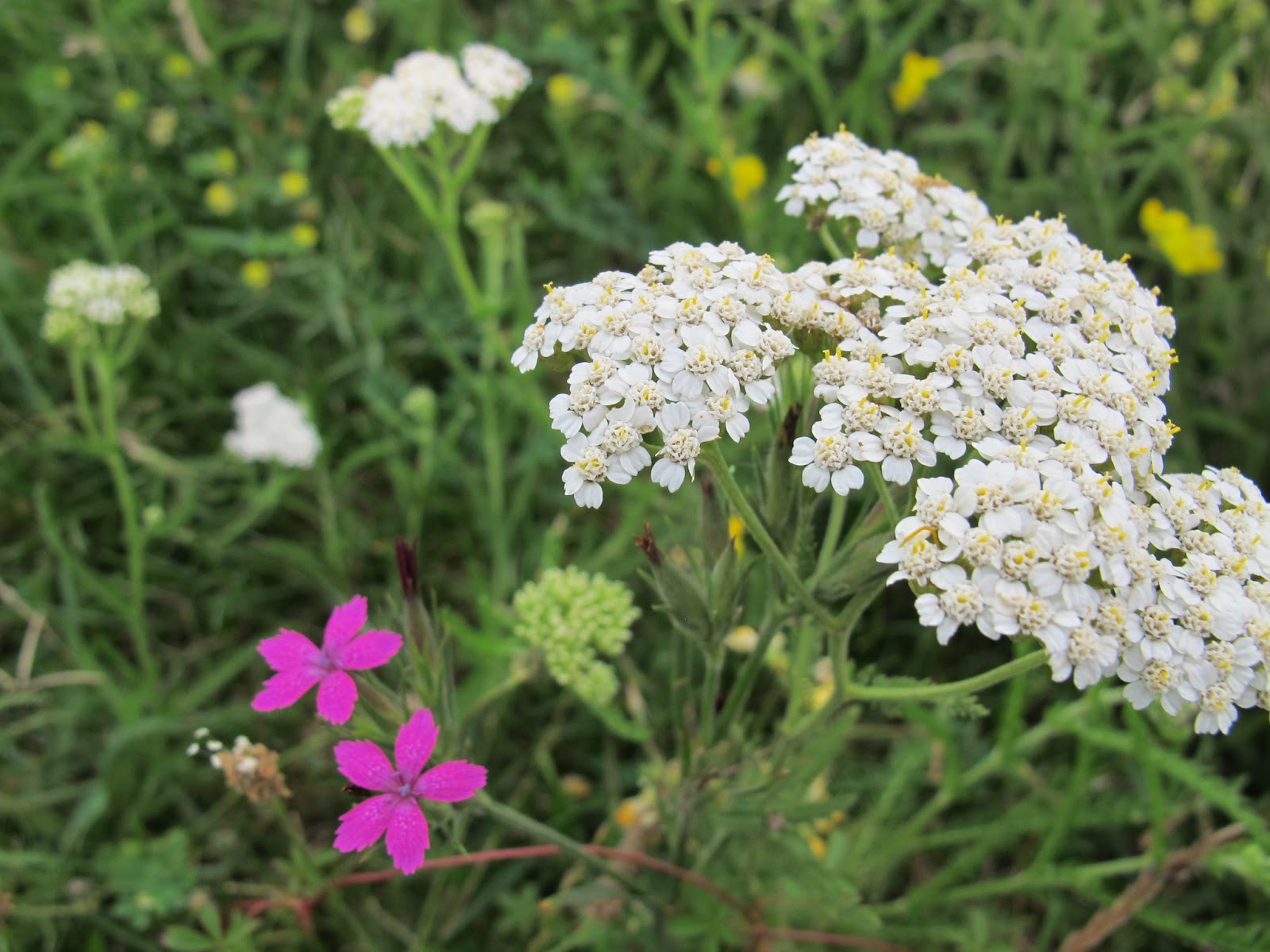 Floarea -bunica: Miercurea fara cuvinte- Flori de camp