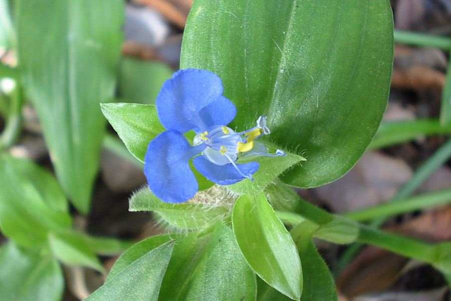 Flora de Puerto Rico Ilustrada Papo Vives: COMMELINACEA COMMELINA ...