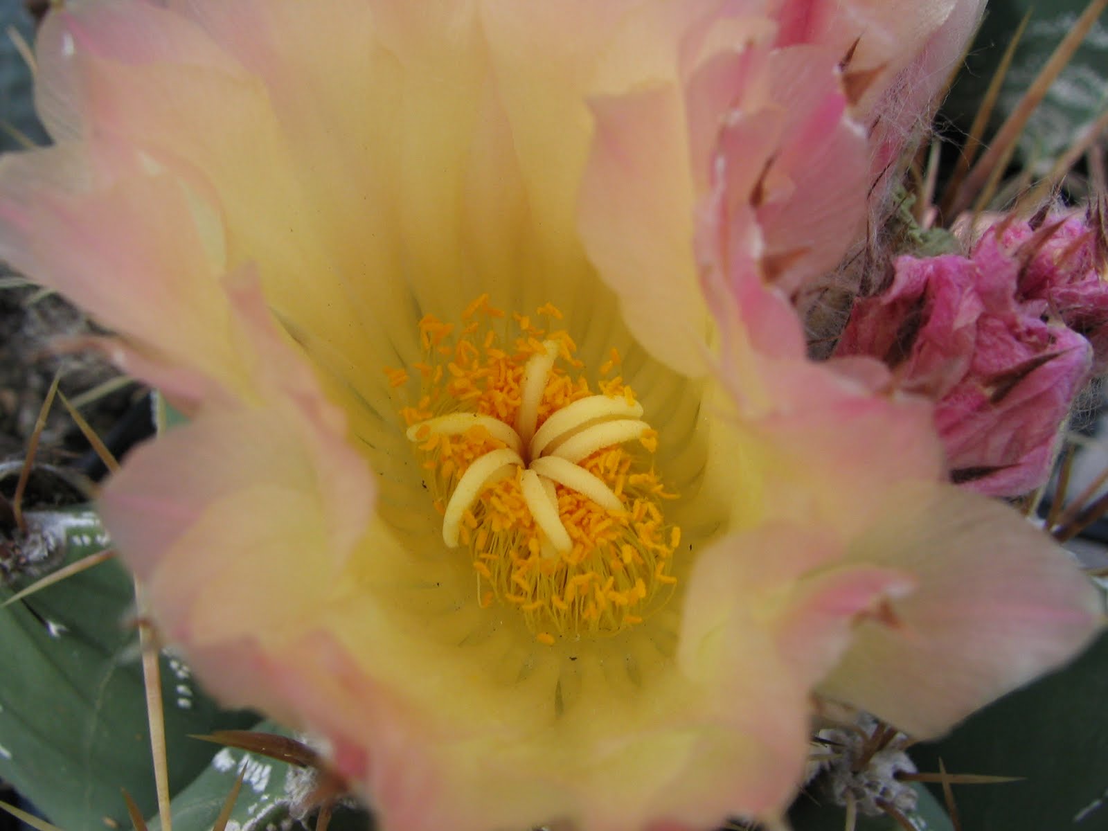 LA MULTI ANI, ROMANIA!: Flori de cactus