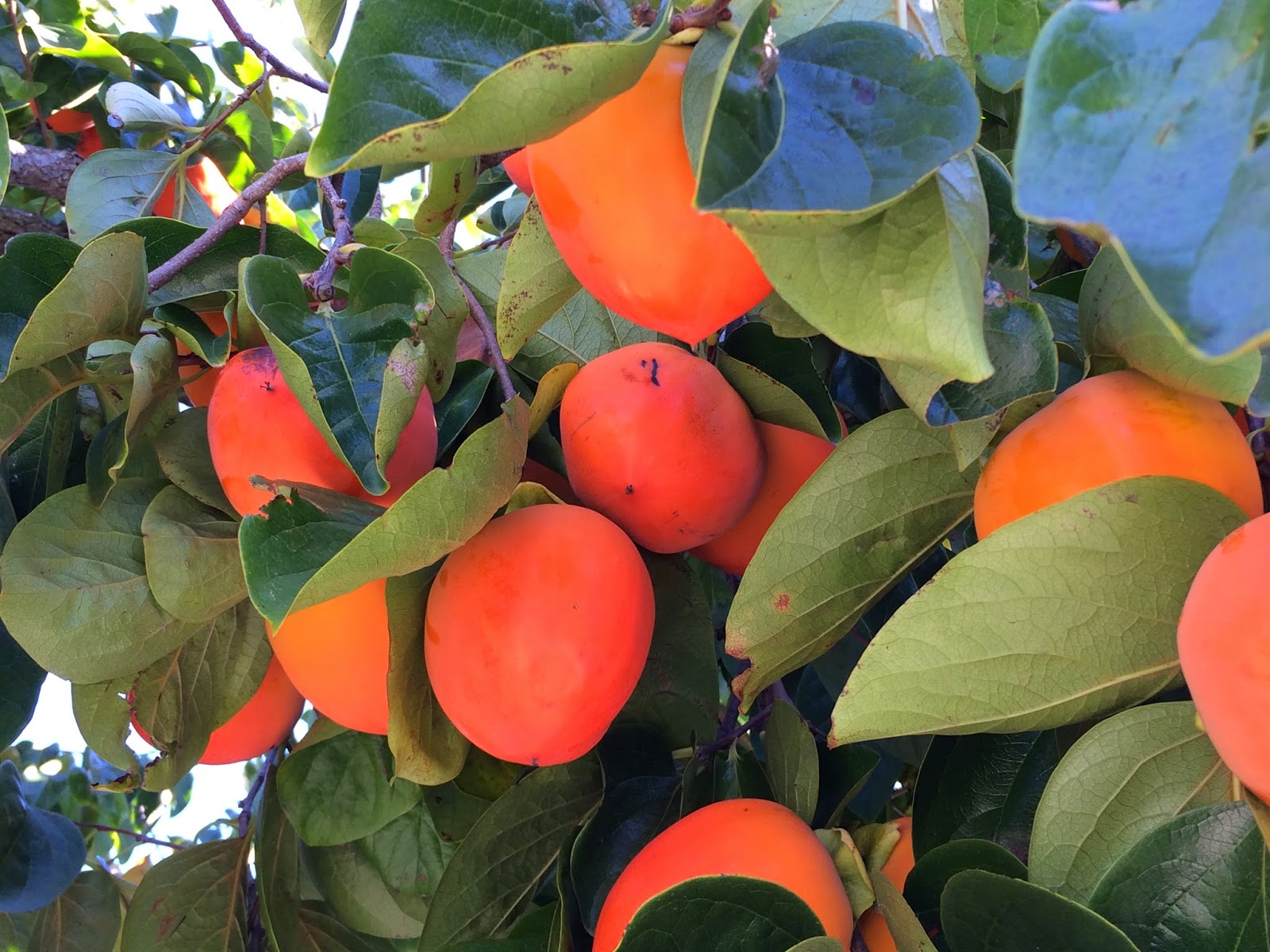 Trees of Santa Cruz County: Diospyros kaki 'Hachiya' - Hachiya ...