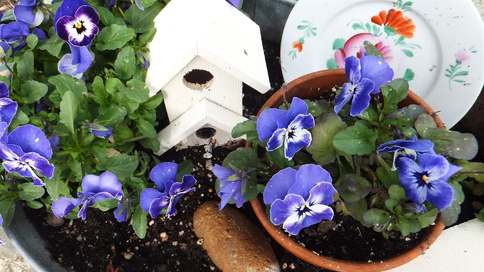 Ash Tree Cottage: Jumping Up and Down for Johnny Jump-Ups