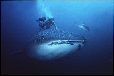 It's More Fun in the Philippines