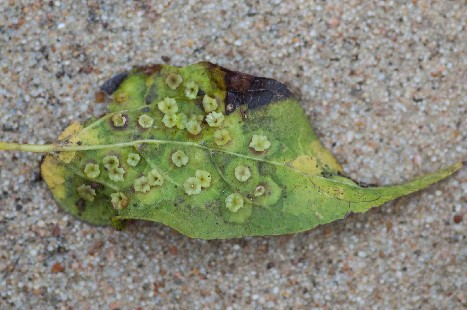 Window on a Texas Wildscape: Hackberry galls