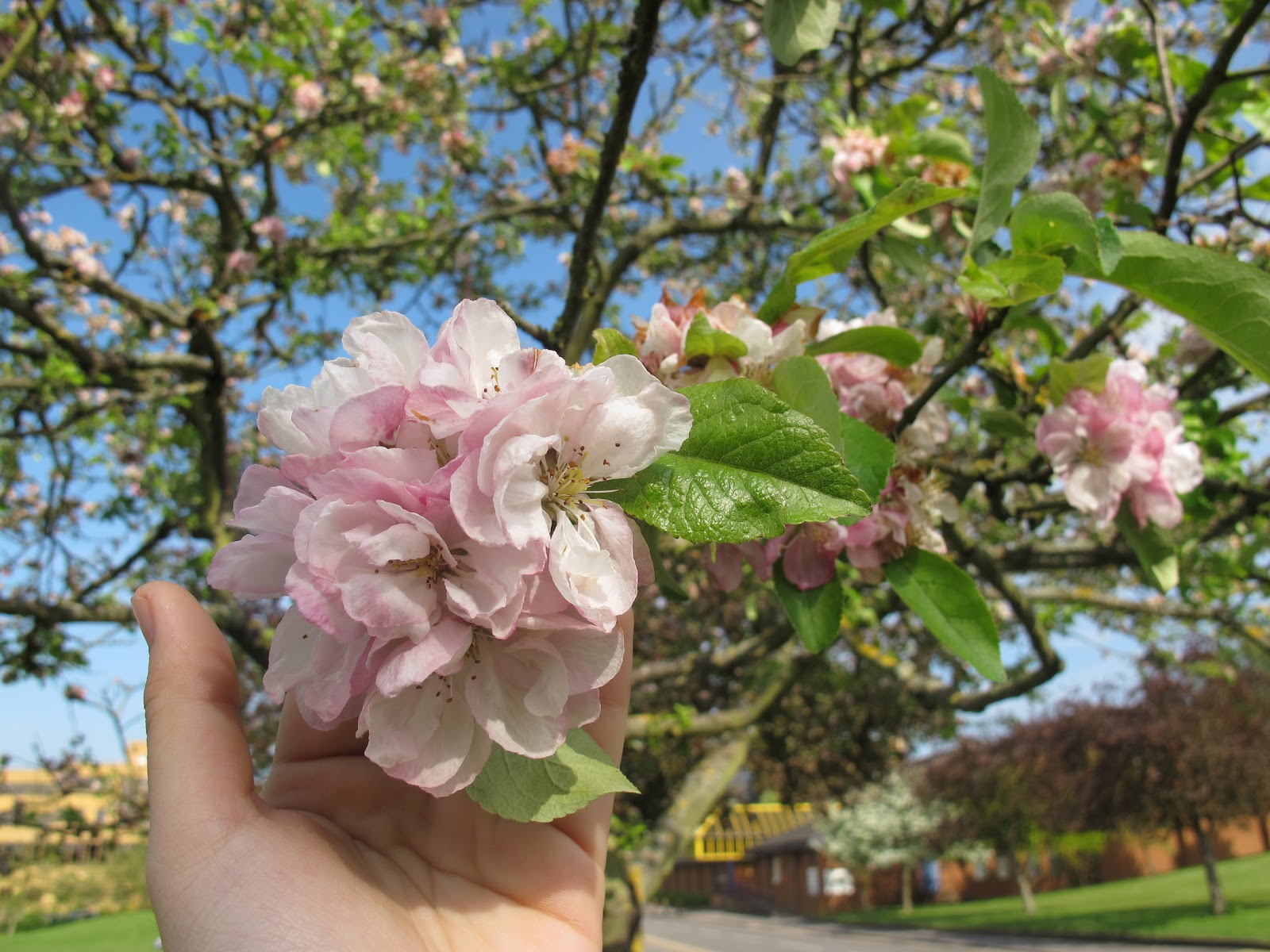 GraceMode: Spring: Let it bloom let it bloom