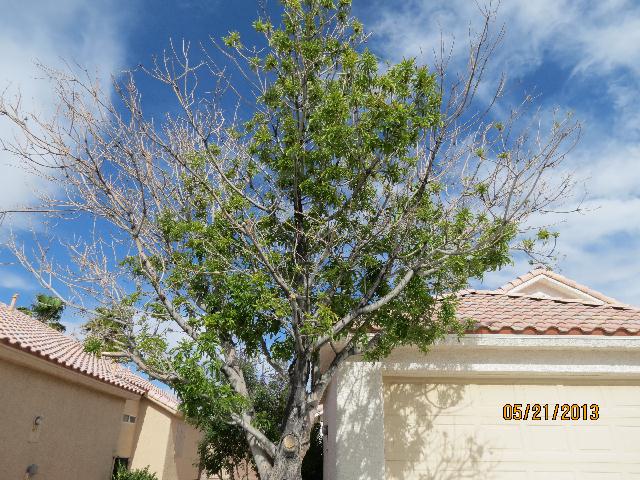 Xtremehorticulture of the Desert: Raywood Ash Showing Signs of Dying Back