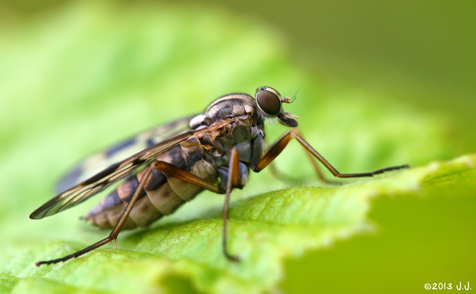 JJ's Photographic nature blog: Watch out for the Billy Witches...