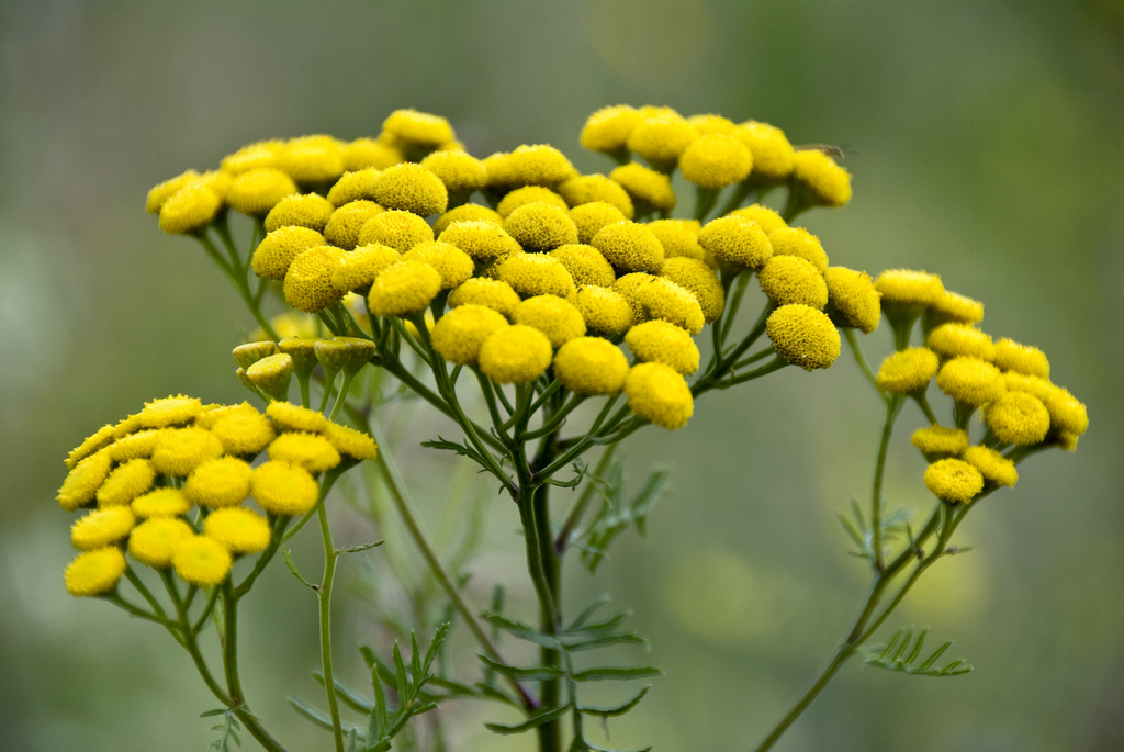 The Cranky Crow: For the Love of Tansy.....