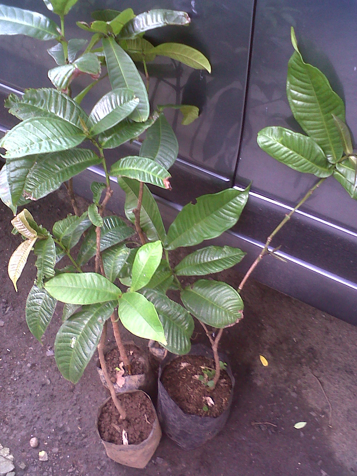 MAS KITTO: JUAL TANAMAN GOWOK