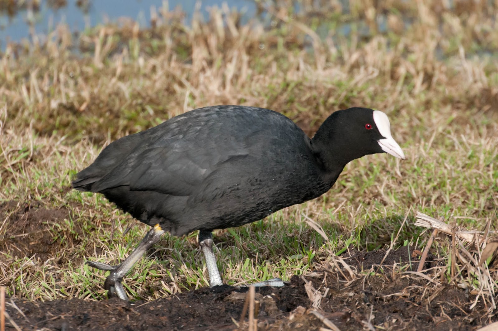 De Ontdekking van het Licht: Meerkoet